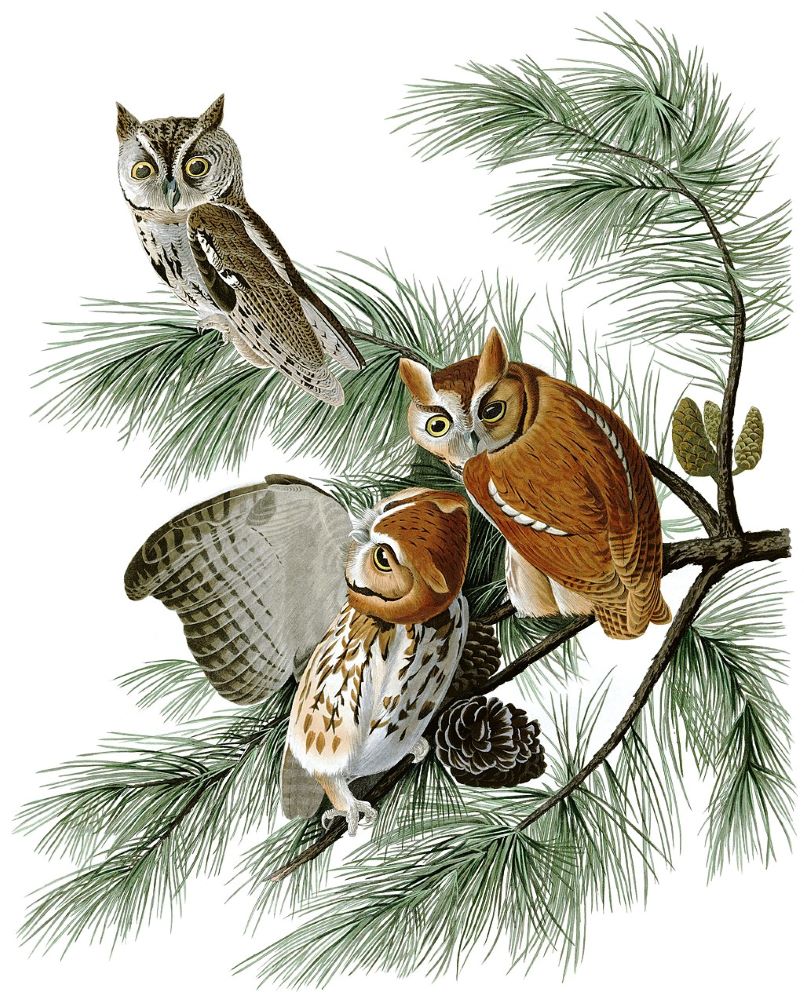 The Eastern Screech-Owl (Megascops asio) | Theodora Goss: Poems